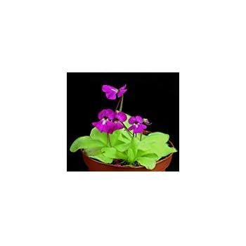 Amazon.com : * Pinguicula Elizabethiae * Mexican Butterwort Carnivorous ...