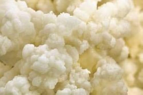 Live Milk Kefir Grains - Live Probiotic Culture in Oman | Whizz Kefir