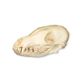 Amazon.com: Bat-eared Fox Skull (Teaching Quality Replica): Industrial ...