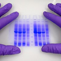 Buy Coomassie Brilliant Blue R-250 Protein Stain Solution - 1 L -from ...