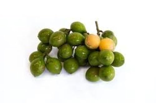 Genip