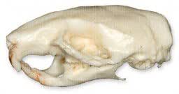 Mouse Skull (Teaching Quality Replica): Animal Anatomical Models ...