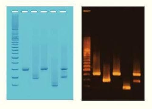 Edvotek 371 PCR-Based DNA Fingerprinting in Oman | Whizz