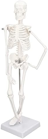 Sorandy Mini Human Skeleton Model, 17inch Small Skeleton Anatomy Model ...