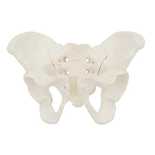 LANGYI Hip Bone Pelvic Anatomical Model for Science Education Midwife ...