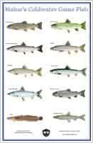 Maine's Coldwater Game Fish Poster: MAINE DEPARTMENT OF INLAND ...
