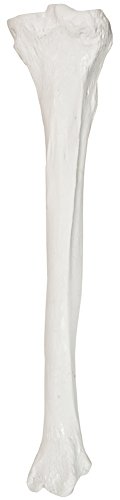 Right Tibia Bone Model - Anatomically Accurate Human Leg Bone Replica ...