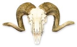 Domestic Ram Skull (Natural Bone): Animal Anatomical Models: Amazon.com ...