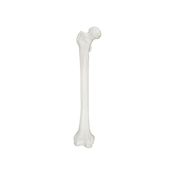 Buy Axis Scientific Femur Bone Model | Right | Cast from a Real Human ...