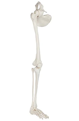 Axis Scientific Human Leg Skeleton Bundle, Life-Size 36" Anatomical ...