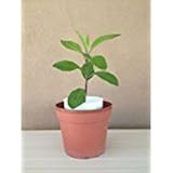 Amazon.com : Gynura procumbens Longevity Spinach from Amazingflgarden 1 ...