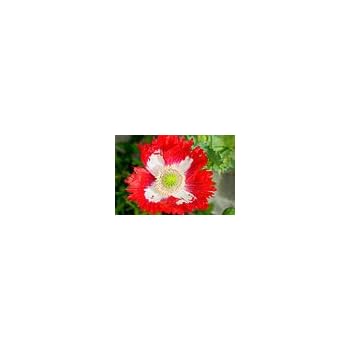 Amazon.com : 500 DANISH FLAG POPPY (Queens Poppy) Papaver Somniferum ...