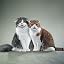 The True Tails of Baker and Taylor: The Library Cats Who Left Their ...