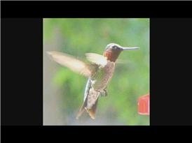 Watch How Fast Do Hummingbirds Fly? on Amazon Live