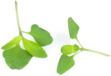 Basil Lemon Microgreens Seeds Micro herb Basil Lemon herb Lemon Basil ...