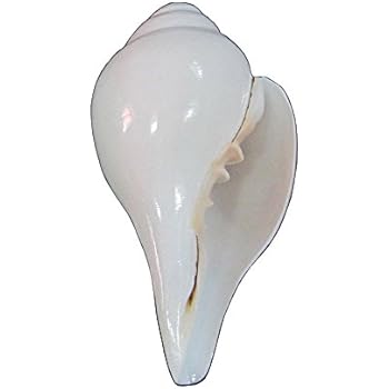 Amazon.com: Genuine Vamavarti Shankh / Conch Shell Horn (White, 6 ...