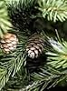 Picea Rubens: Red Spruce Seeds in Oman | Whizz Seeds