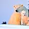 Waiting For Dancer - Life in " The Polar Bear Capital of the World ...
