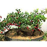 Chinese hawthorn - How to grow & care