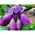 Amazon.com : New Fresh .100 pcs Fruit and Vegetable Seeds Molokai ...
