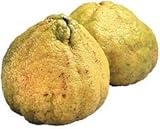 Ugli fruit - How to grow & care