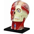 Amazon.com: 4D Vision Human Head Anatomy Model : Toys & Games