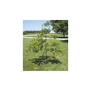 Amazon.com : A.M. Leonard Tree Trainer Tree Straightener, for Larger ...