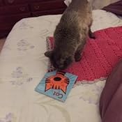 Amazon.com: Cat (9781845071219): Clare Walters, Jane Kemp, Linzi West ...