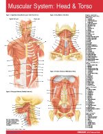 Amazon.com: Permacharts - Muscular System Head Torso Chart Single Panel ...