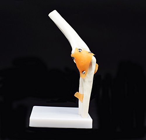Human Elbow Joint Model, Flexible, Anatomically Accurate Elbow Skeleton ...