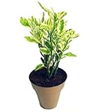 Modern Plants Live Naagdon/Nagdon Medicinal Plant With Pot: Amazon.in ...