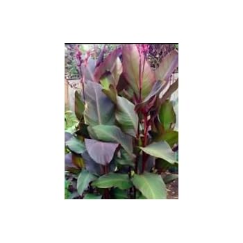 Amazon.com : 2 Canna Musifolia Grande flowering Bronze green foliage ...