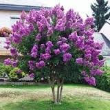 Amazon.com : Purple Velvet Miniature Crape Myrtle, Pack of 5, Darkest ...
