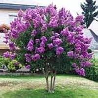 Amazon.com : Zuni Crepe Myrtle Trees - White Blooms - Quart Containers ...