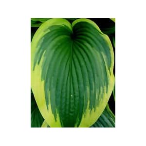 Hosta seeds - thehostafarm.com