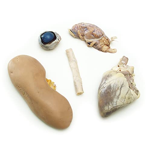 Anatomy Lab Preserved Mammal Anatomy Specimen for Dissection Set, for ...