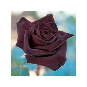 Amazon.com : 10 Dark Chocolate Rose Seeds : Flowering Plants : Garden ...