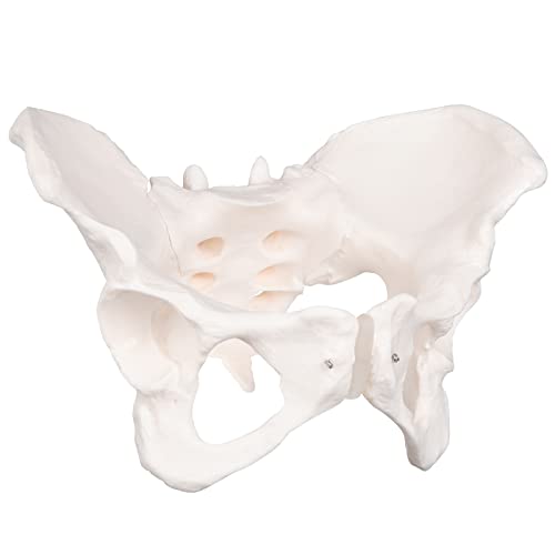 LVCHEN 1:1 Life Size Female Pelvis Model - Anatomical Skeletal Hip Bone ...