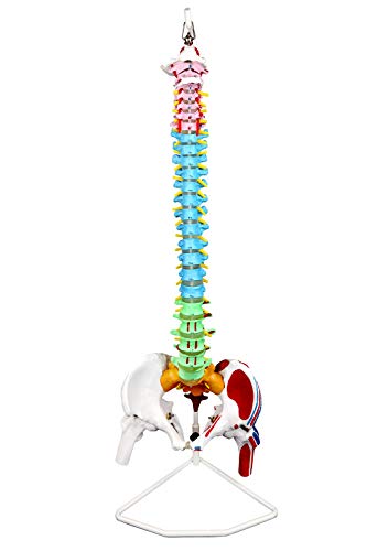 Mua Parco Scientifc PB00149 Flexible Spinal Column with Color Coded ...