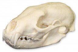 Amazon.com: Fisher Skull (Natural Bone Quality A): Industrial & Scientific