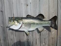 Amazon.com: 22" Largemouth Bass Wall Mount Fish Replica Trophy: Home ...