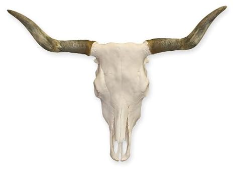Amazon.com: Real Texas Longhorn Steer Skull: Industrial & Scientific