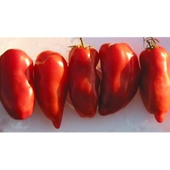 Amazon.com : Burpee 'Polish Linguisa' | Large Red Sauce & Paste Tomato ...