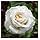 Diamond Anniversary Rose - A Fragrant Creamy White Rose for A Diamond ...