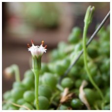 Fat Plants San Diego shop Kuwait | Buy Fat Plants San Diego products ...