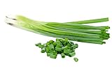 Scallion for sale - Grow plants