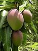 Mango Tree - Live Fruit Tree in a 3 Gallon Pot - Mangifera Indica ...