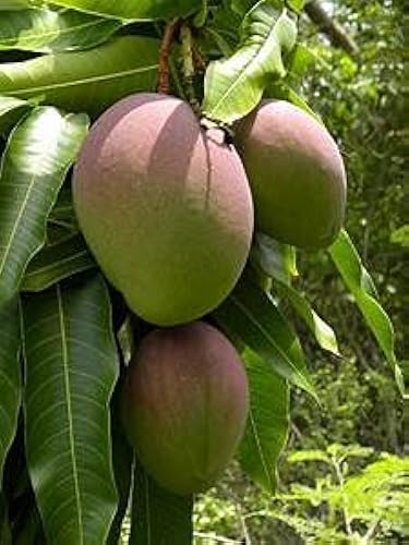 Mango Tree - Live Fruit Tree in a 3 Gallon Pot - Mangifera Indica ...