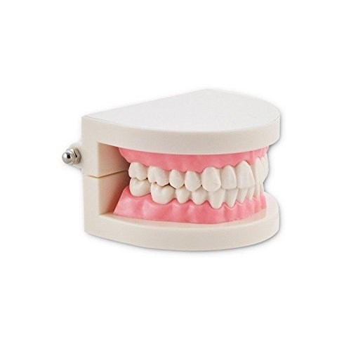 Dental Power New 1 Piece Dental Dentist Flesh Pink Gums Standard Teeth ...