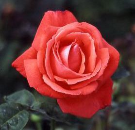 Climbing rose Superstar scented orange - red (vermilion) bare rooted ...